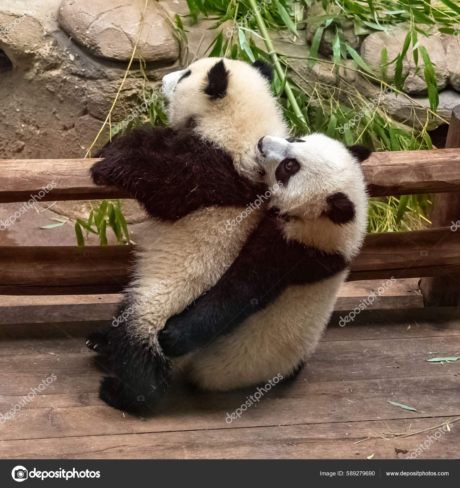 Pandas Hugging Each Other