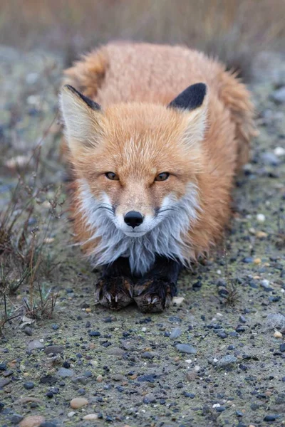 Fotos de Farligt dyr, Imagens de Farligt dyr sem royalties | Depositphotos