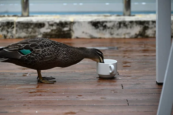 Hot tea duck Stock Photos, Royalty Free Hot tea duck Images | Depositphotos