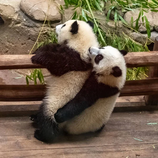 Pandas Hugging