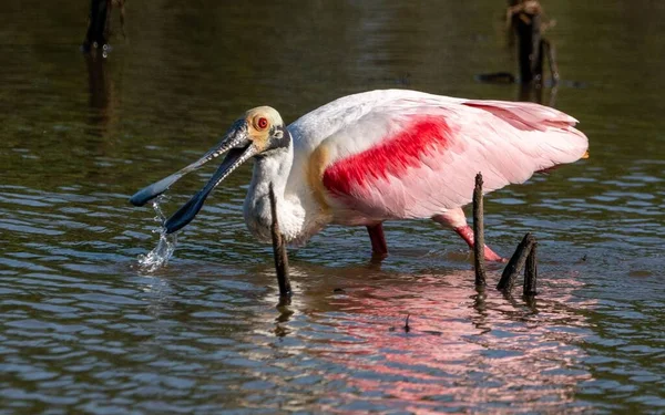 Bec rose images libres de droit, photos de Bec rose | Depositphotos