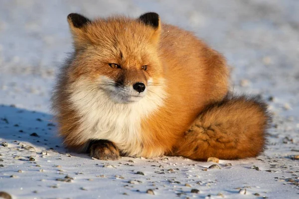 Unique fox images libres de droit, photos de Unique fox | Depositphotos