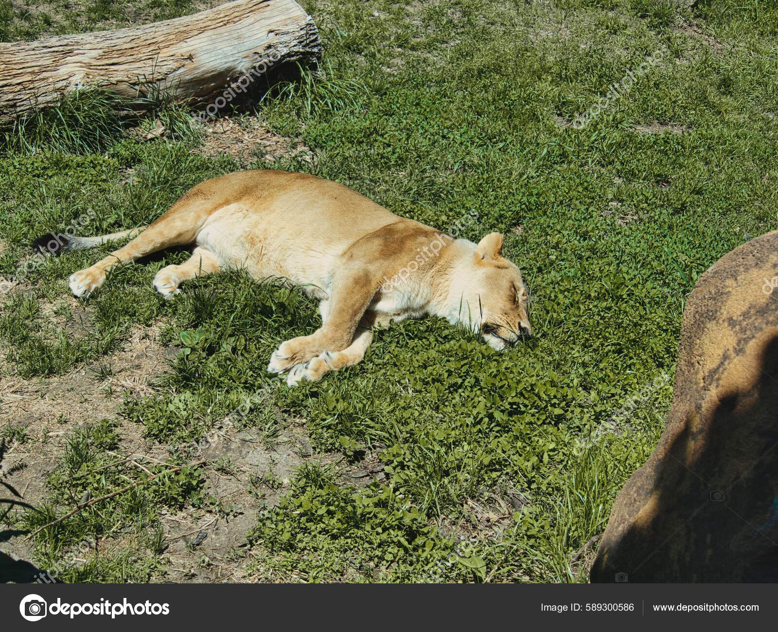 Lion Sleeping Topeka Zoo Conservation Center Topeka Kansas — Stock ...