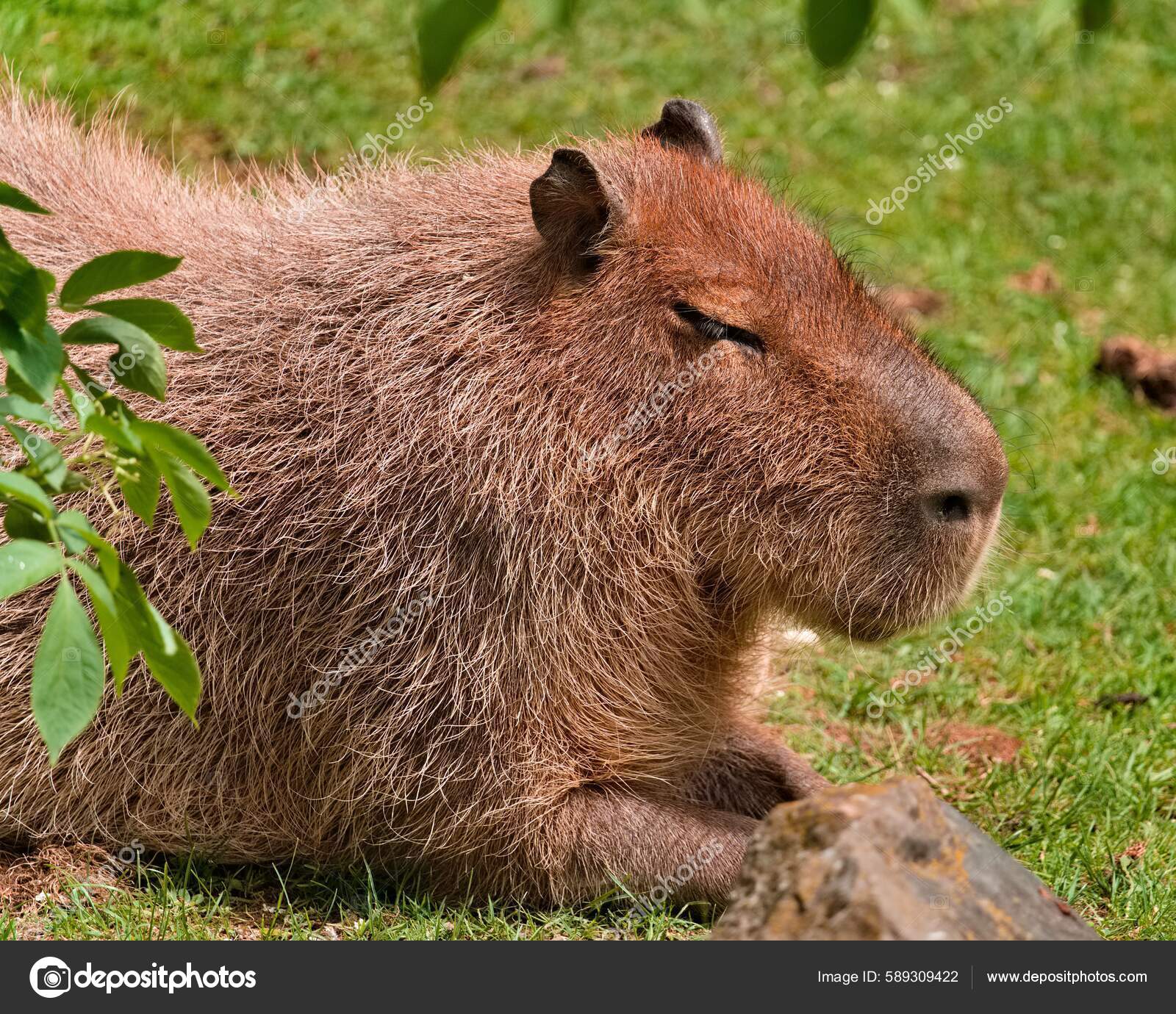 Selective Focus Capybara Closed Eyes Lying Grass — Stock Photo ...