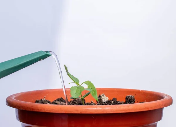 Watering small plant Stock Photos, Royalty Free Watering small plant ...