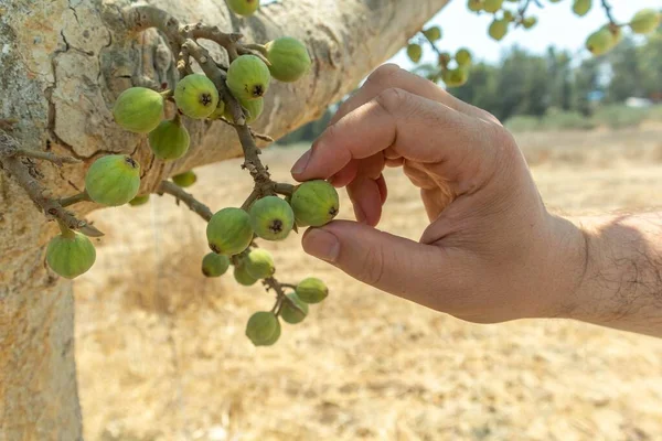 Fig Leaf Underwear Men