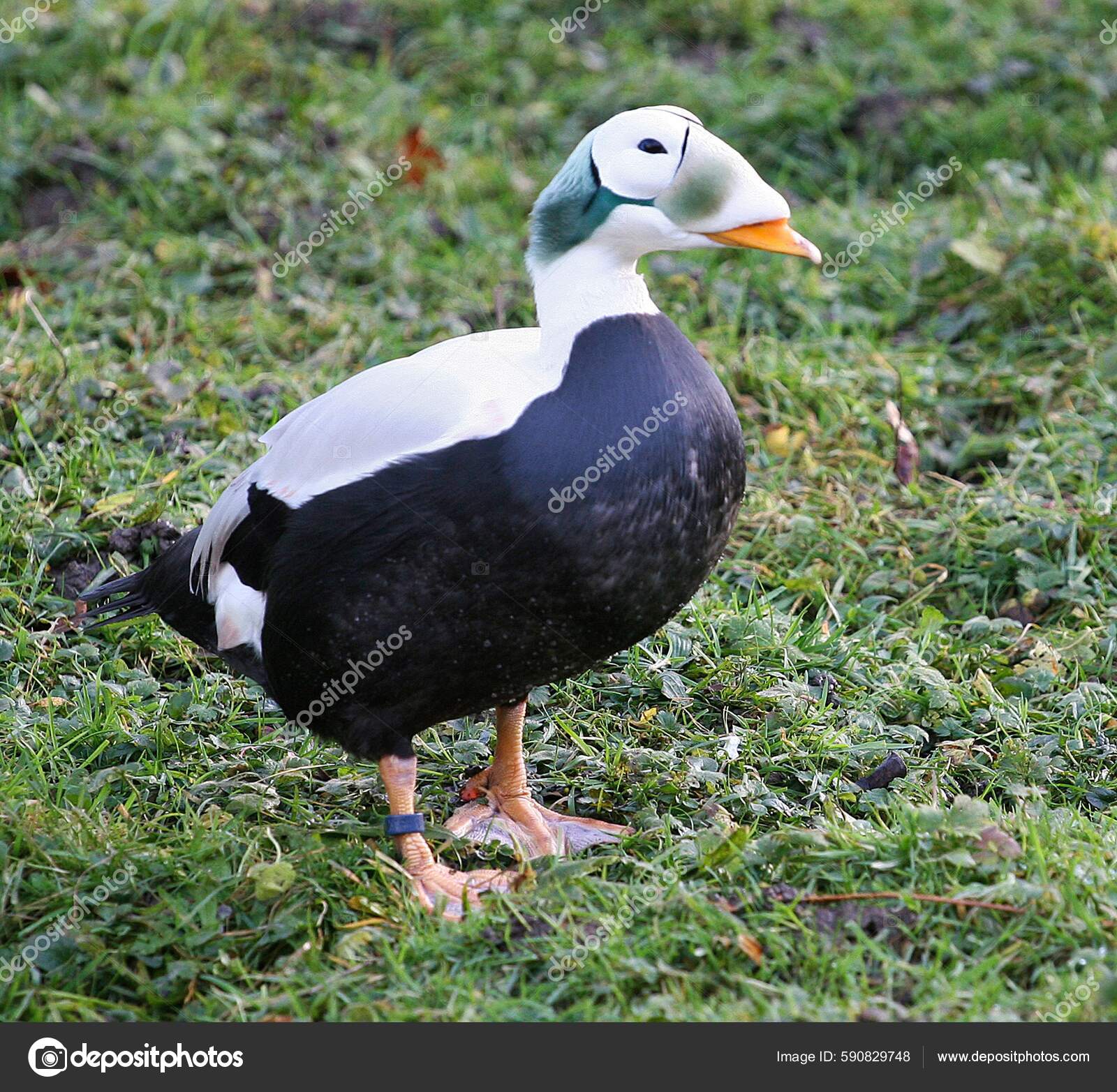 Spectacled Eider Duck