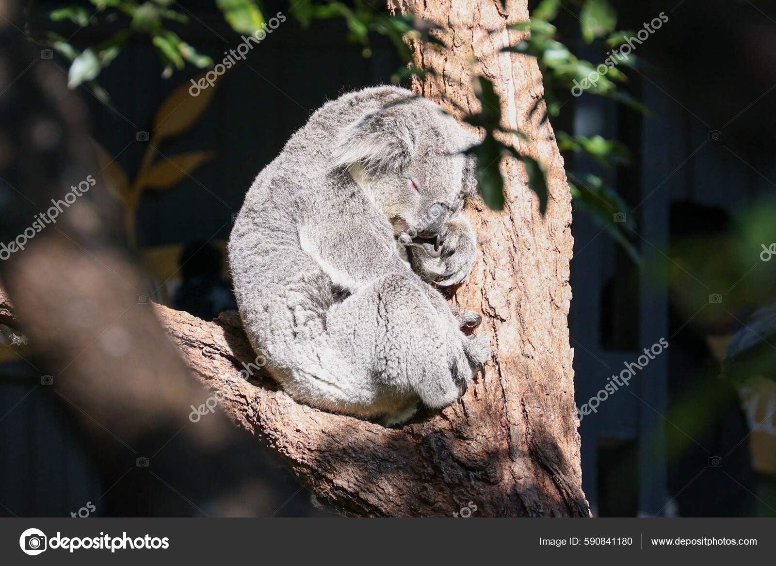 Baby Koala Bear Sleeping