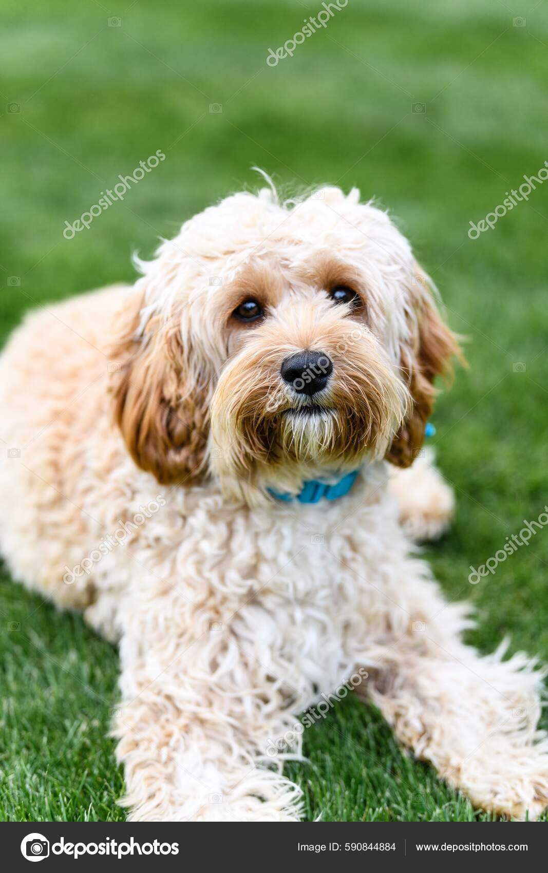 White Cockapoo Puppies