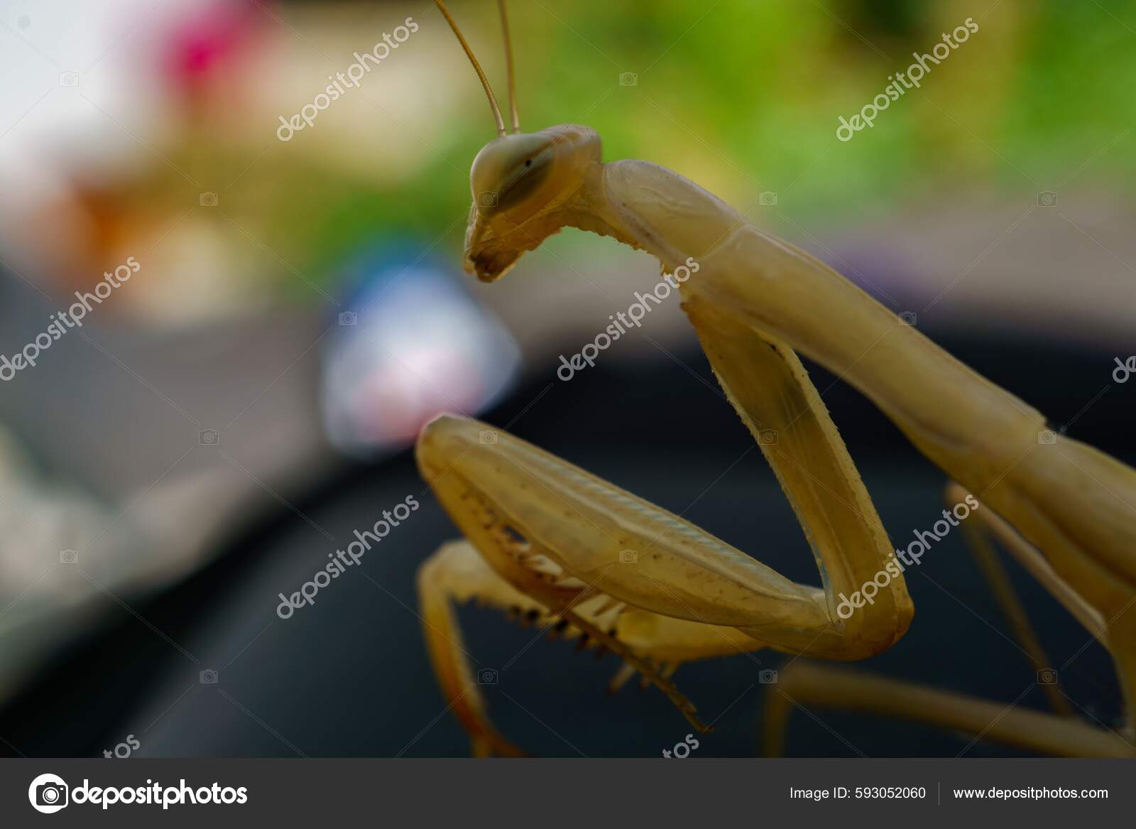 Close Yellow Praying Mantis — Stock Photo © wirestock_creators #593052060