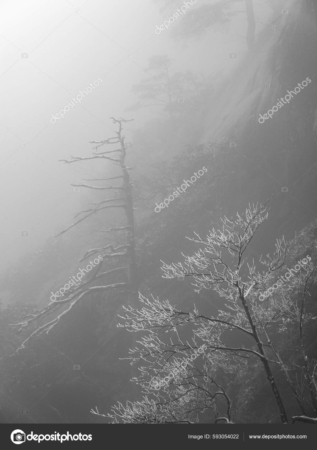 Vertical Greyscale Shot Scary Forest Scenery — Stock Photo © wirestock ...