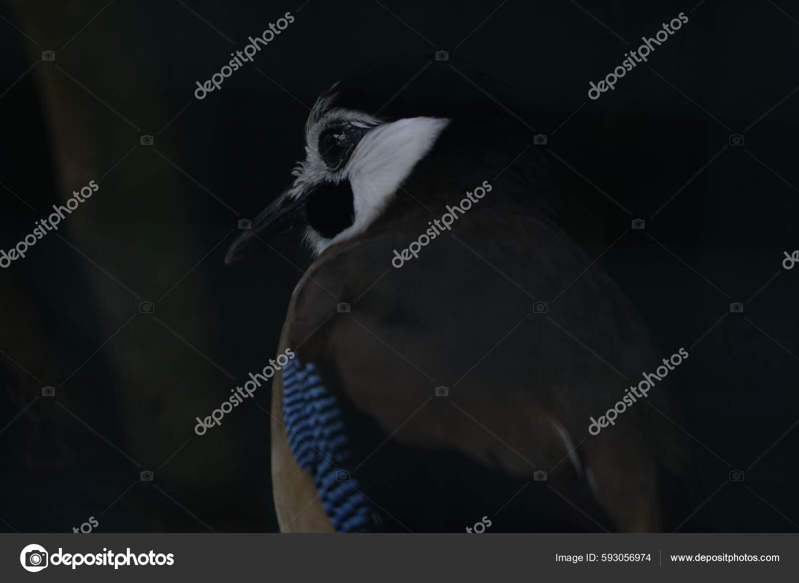 Back View Adorable Blue Jay Looking Left Dark Forest — Stock Photo ...