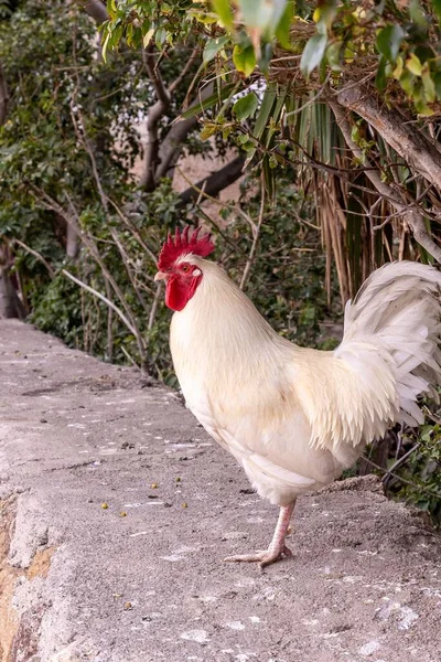 White rooster Stock Photos, Royalty Free White rooster Images ...