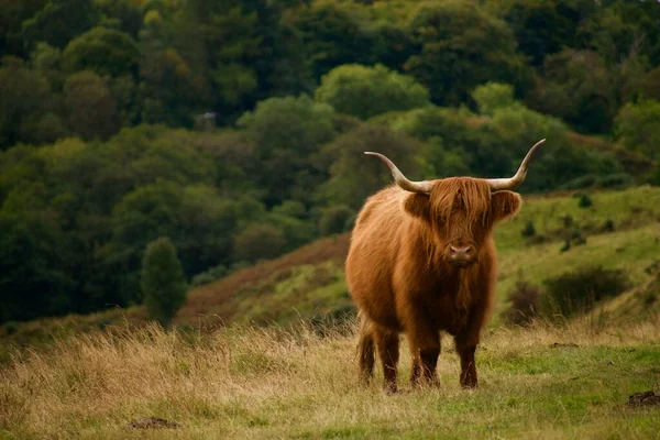Scotland cattle Stock Photos, Royalty Free Scotland cattle Images ...