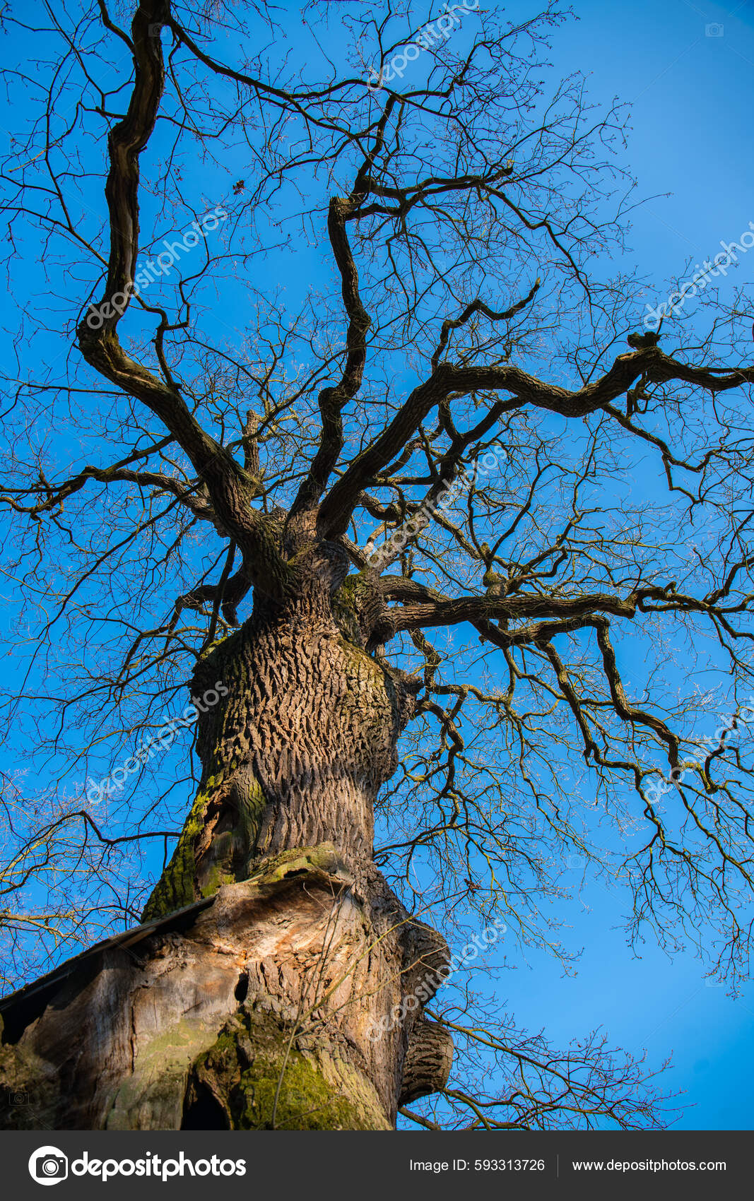 Low Angle Photography Tree