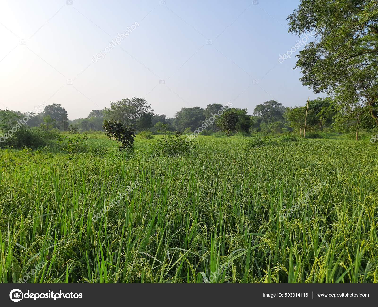 Beautiful Image Green Rice Ears Open Paddy Field Sky Background — Stock ...