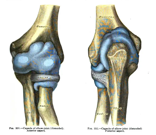 Anterior elbow anatomy Stock Photos, Royalty Free Anterior elbow ...