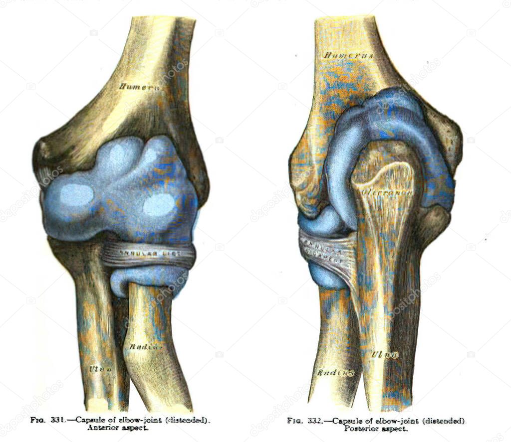 Una ilustración de la cápsula de la articulación del codo 2024