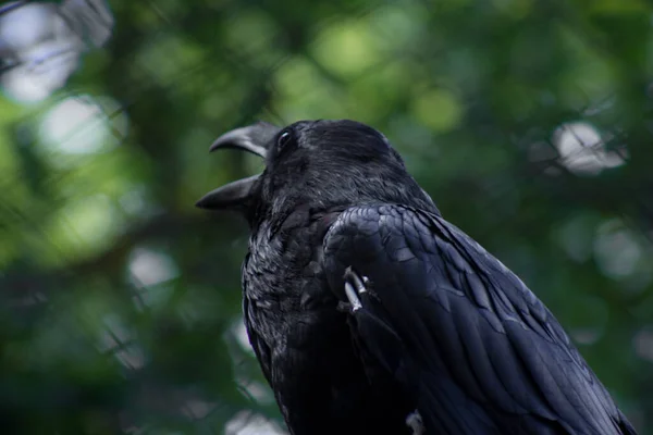 Raven profile Stock Photos, Royalty Free Raven profile Images ...