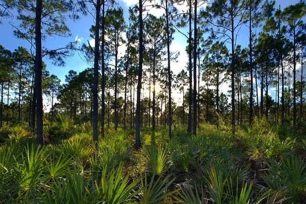 Florida state forest fotos de stock, imágenes de Florida state forest ...