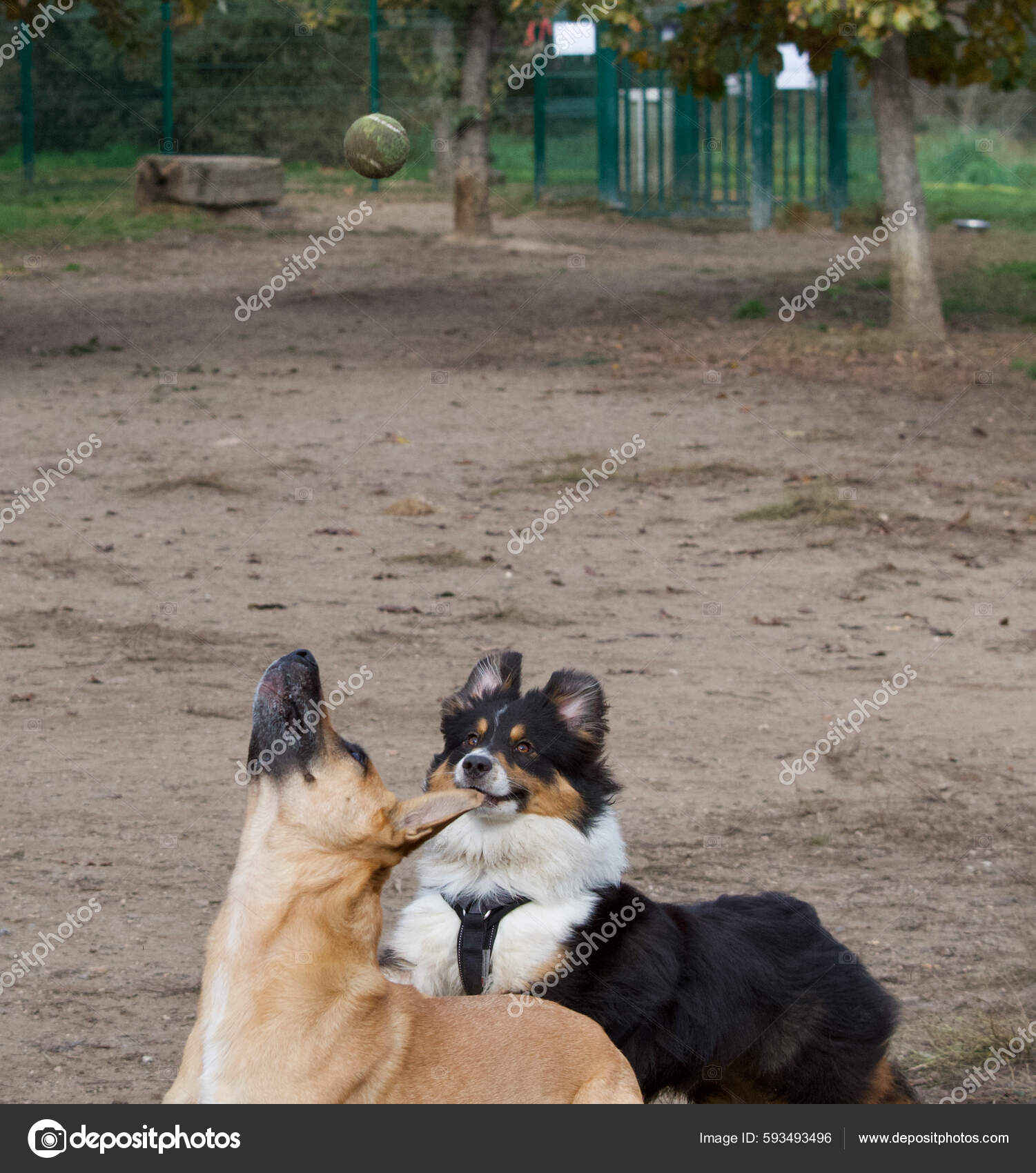 Different Breed Dogs Playing Each Other Park — Stock Photo © wirestock ...