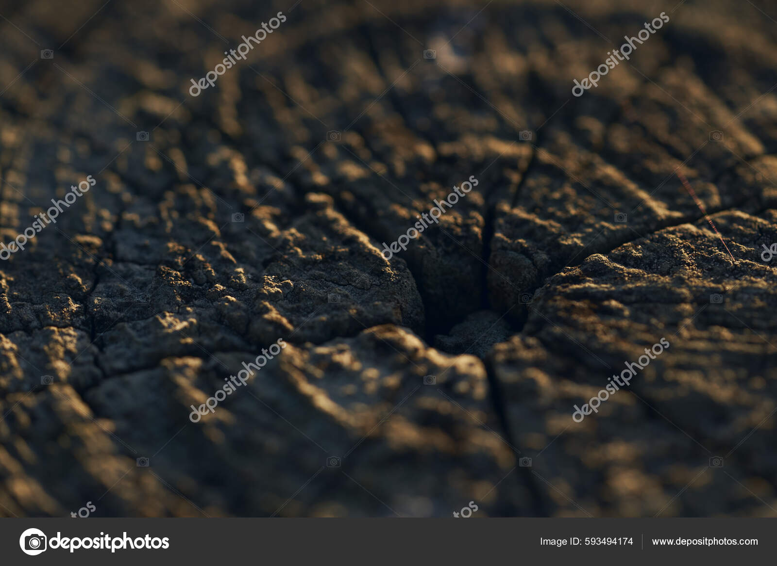 Selective Focus Tree Stump Wallpaper Background — Stock Photo ...