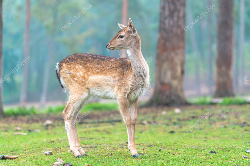 La hembra cierva europea, también conocida como el ciervo común. Dama ...