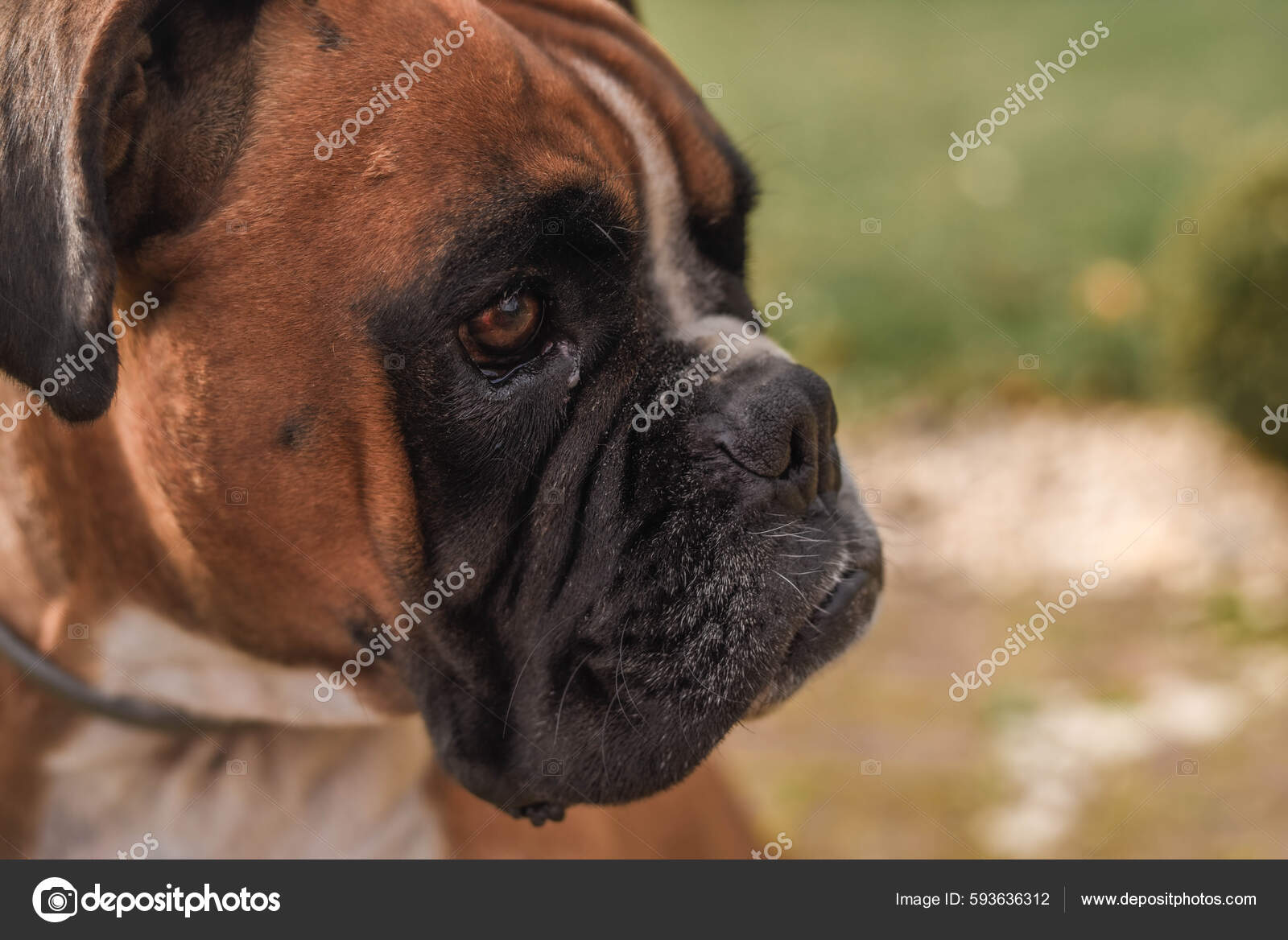 Boxer Dog Side View