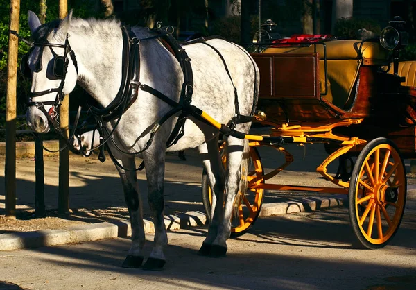 Beautiful horse drawn carriage Stock Photos, Royalty Free Beautiful ...