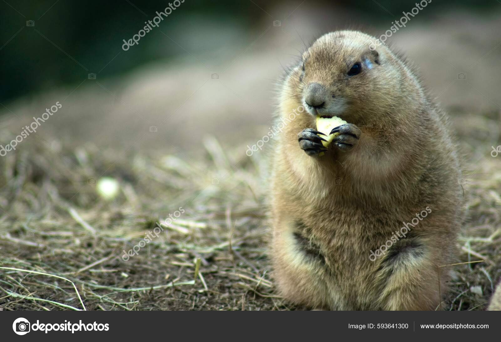 Mexican Prairie Dog