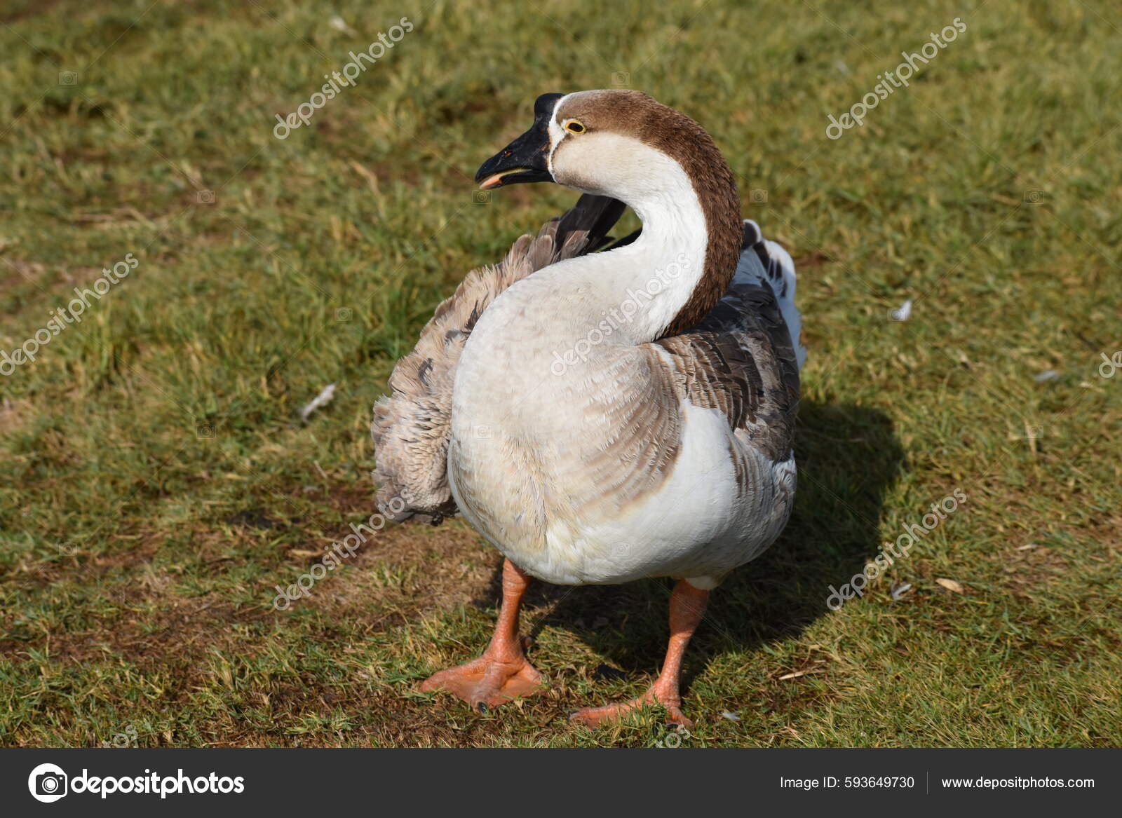 Top View Domestic Goose Trying Itch Its Back Grass Stock Photo by ...
