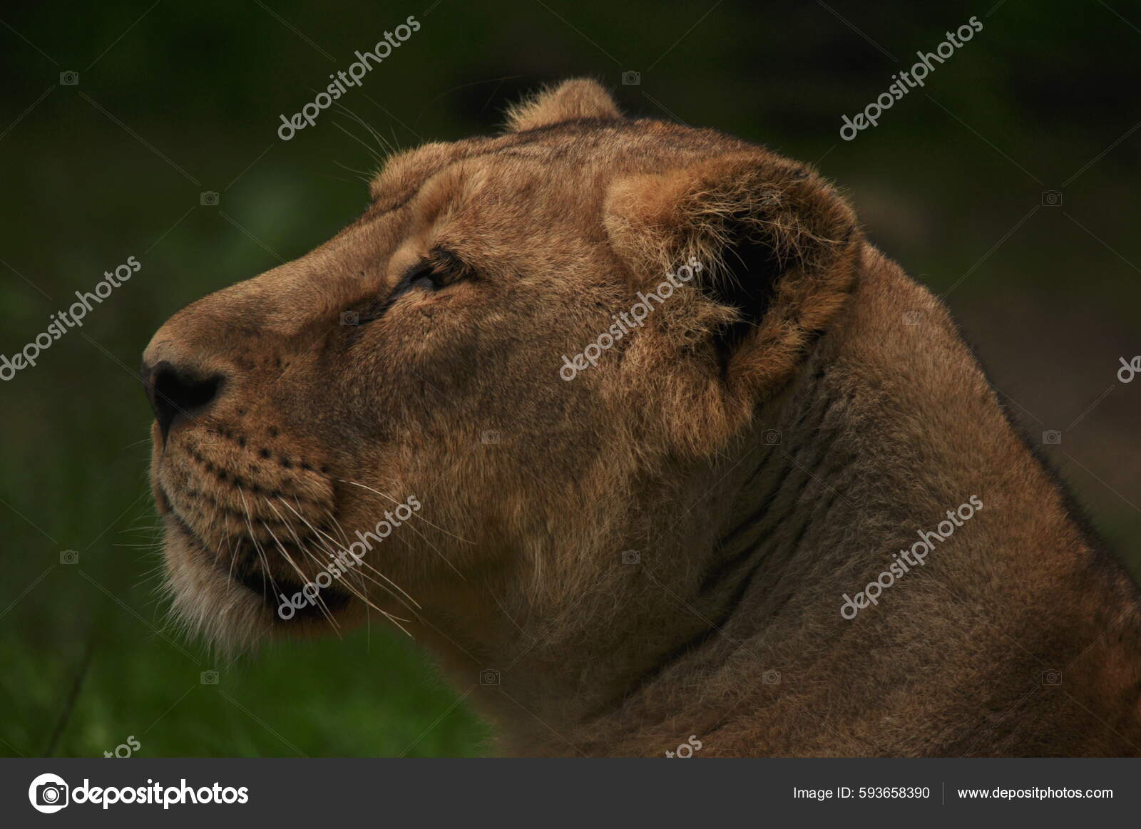 Lion Head Side Profile