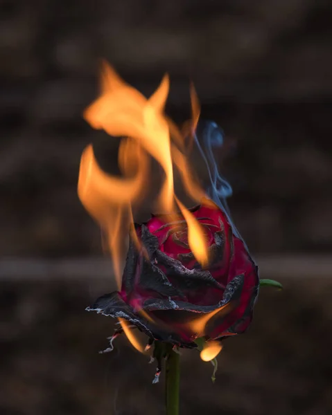 Red rose burning Stock Photos, Royalty Free Red rose burning Images ...
