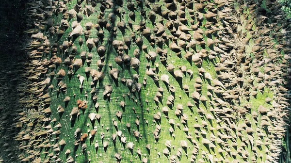 Imágenes de Nopales, fotos de Nopales sin royalties | Depositphotos