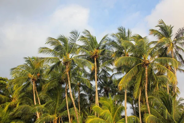 India goa palm Stock Photos, Royalty Free India goa palm Images ...