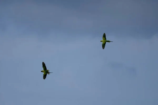 Vol de perruche images libres de droit, photos de Vol de perruche ...