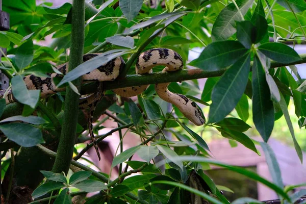 Tree pythons Stock Photos, Royalty Free Tree pythons Images | Depositphotos