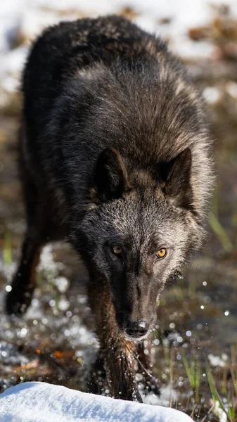 Northwestern Wolf