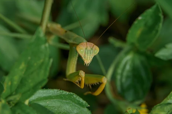 Praying mantis insect Stock Photos, Royalty Free Praying mantis insect ...