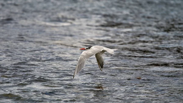 Common terns Stock Photos, Royalty Free Common terns Images | Depositphotos