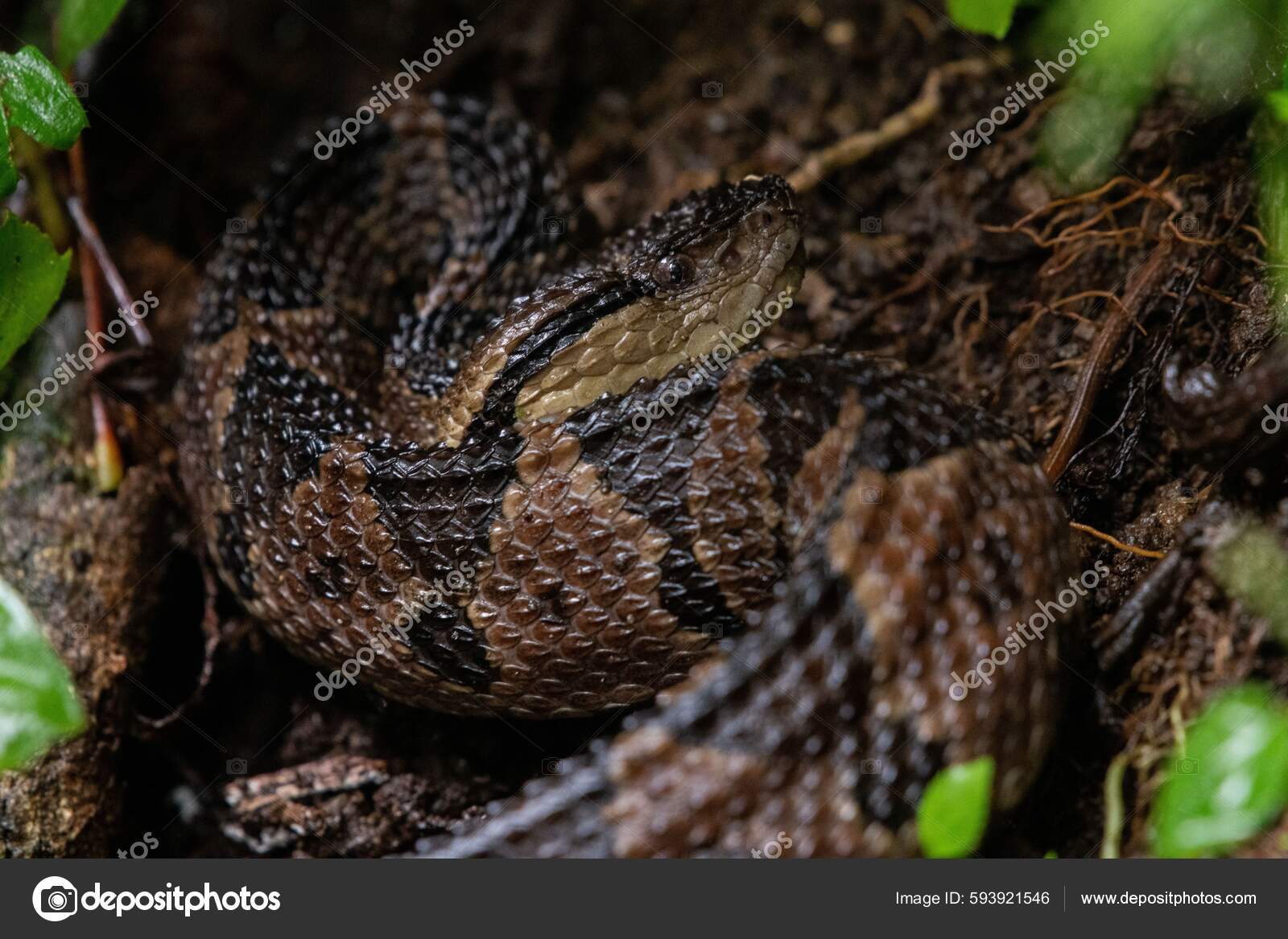 Bushmaster Snake Fangs