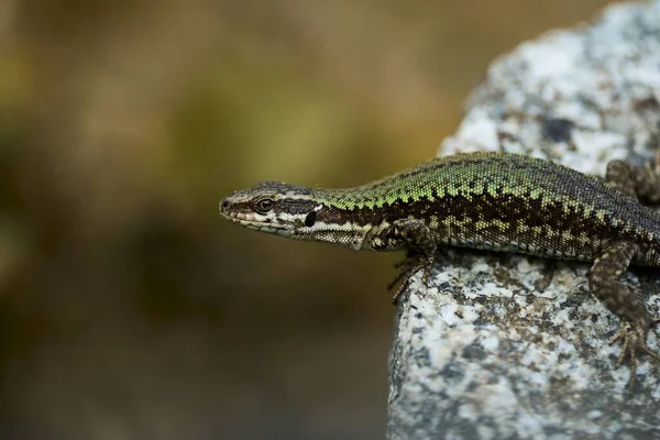 Lézard mural commun images libres de droit, photos de Lézard mural ...