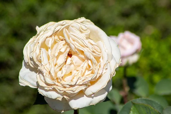 Fotos de Barbara bush rose, Imagens de Barbara bush rose sem royalties ...