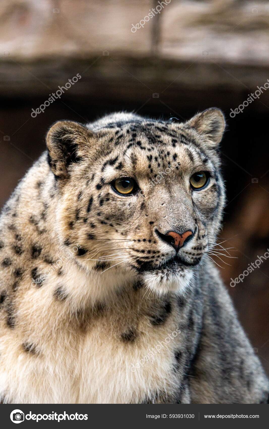 African Snow Leopard