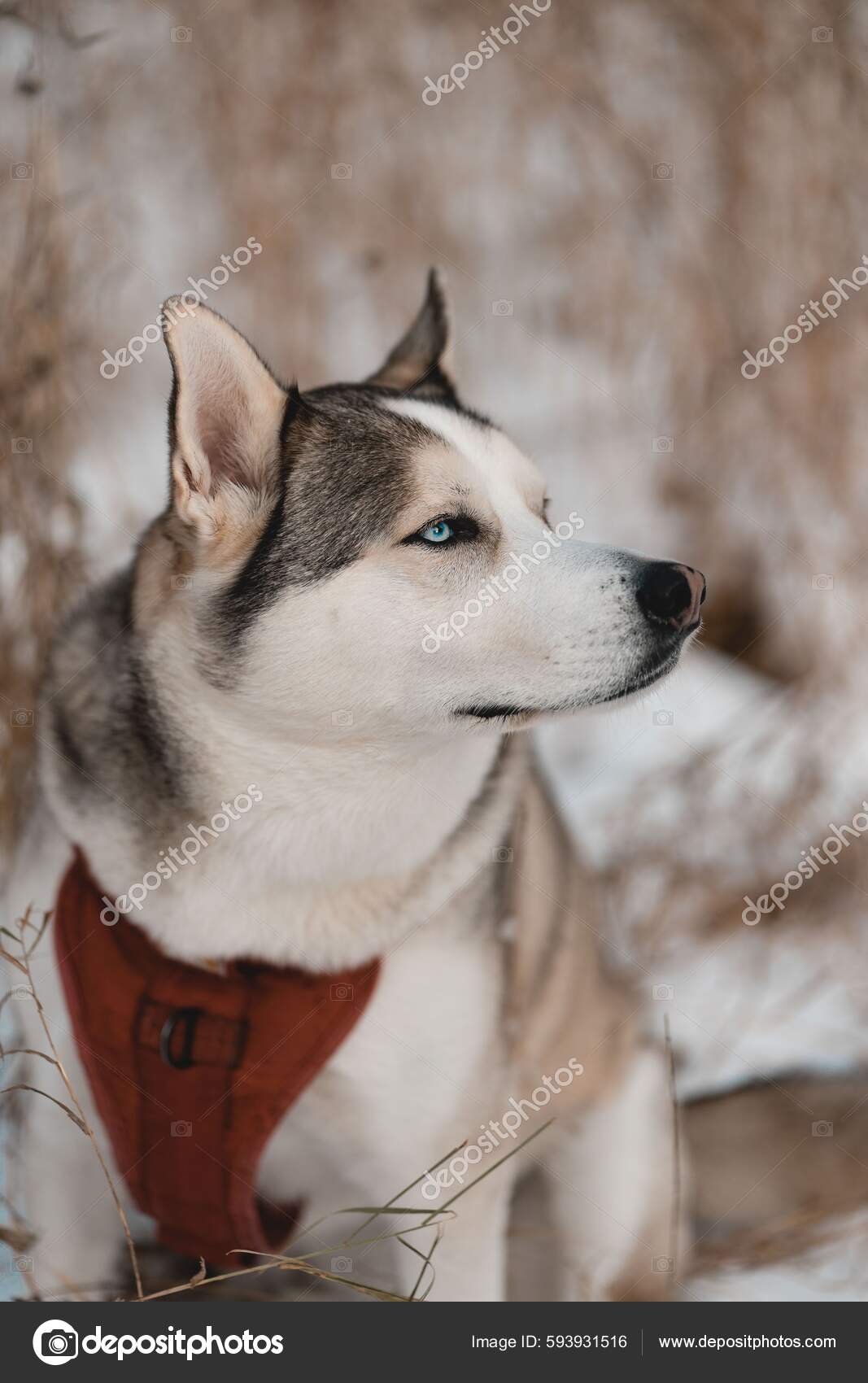 Selective Focus Shot Gorgeous Husky Side Profile — Stock Photo ...