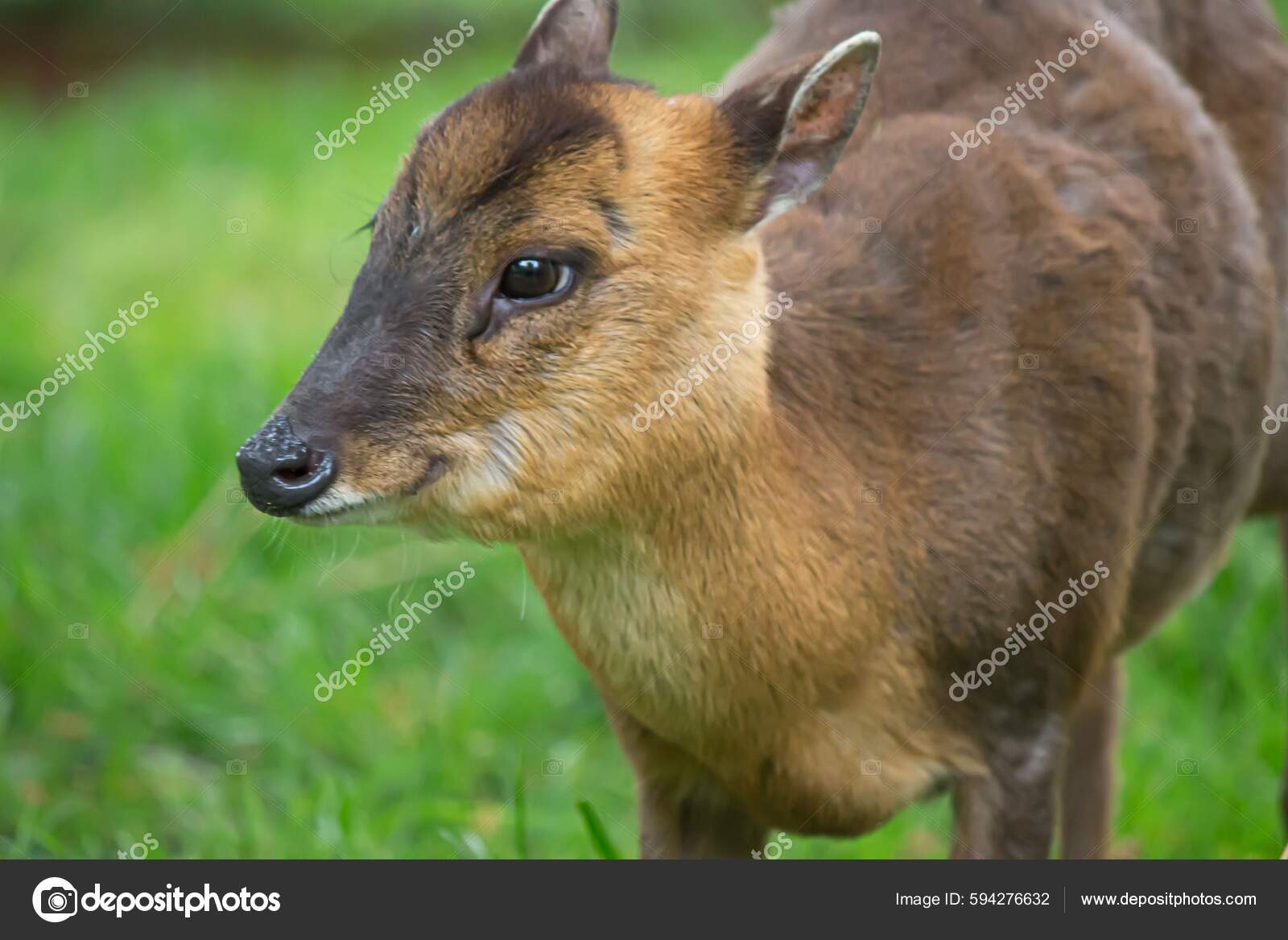 Baby Muntjac