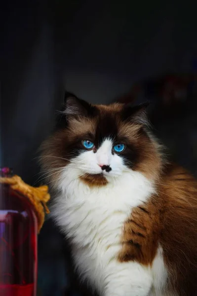 Monstro peludo azul fotos de stock, imágenes de Monstro peludo azul sin ...