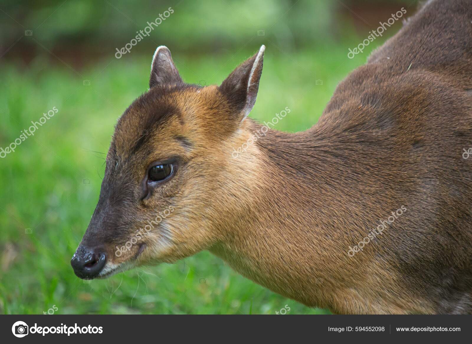 Baby Muntjac Deer