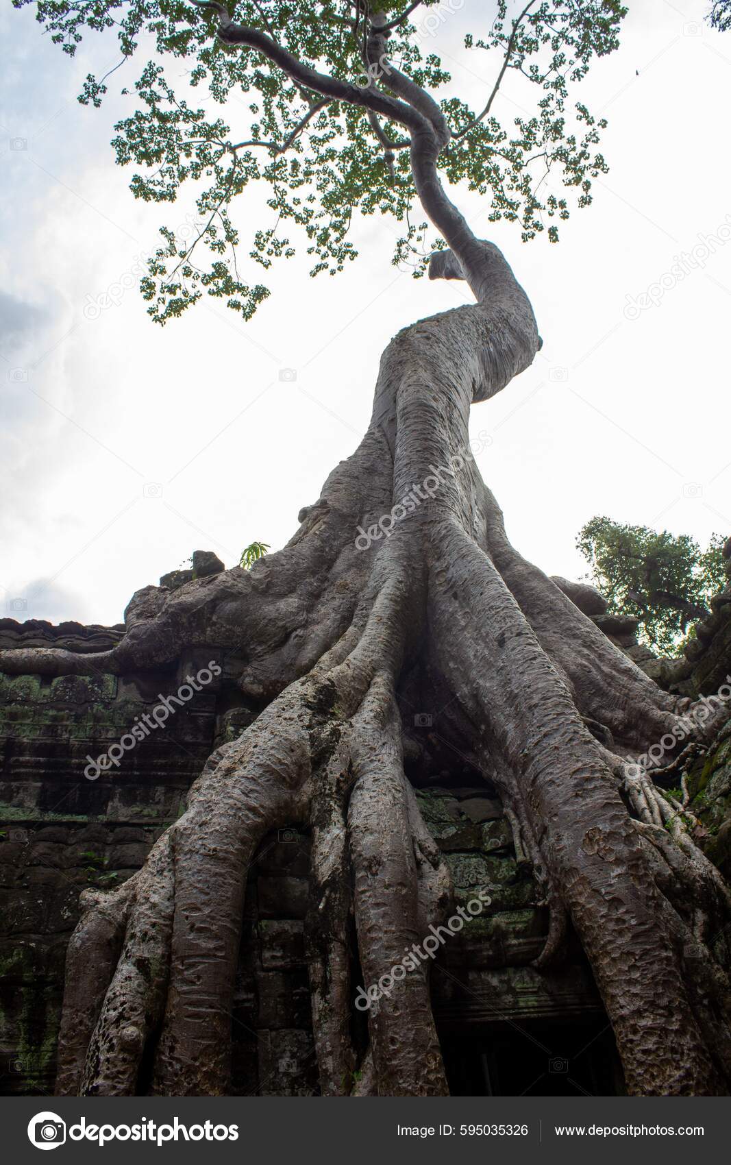 Vertical Shot Tree Top Angkor Wat Temple Cambodia — Stock Photo ...