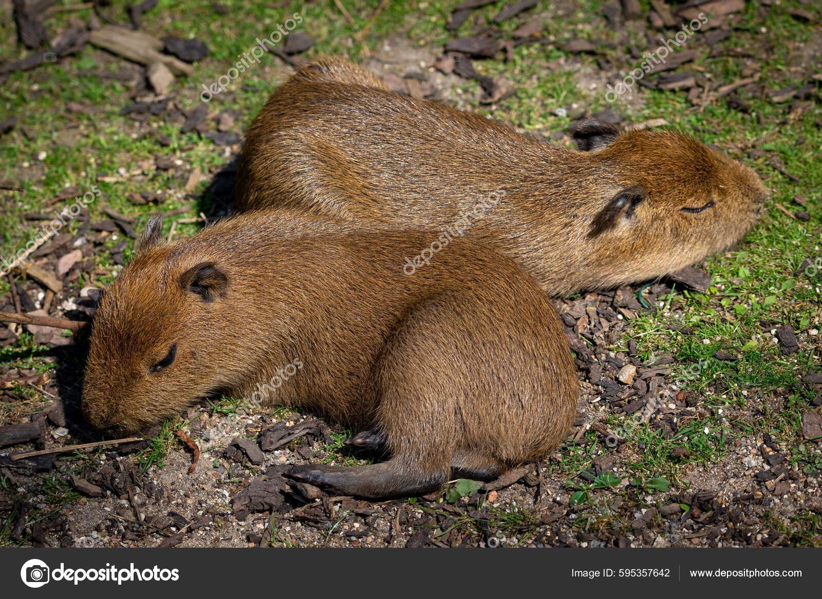 Cute Baby Capybaras
